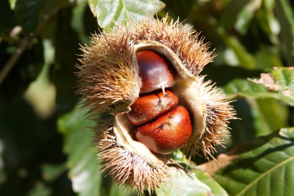 Walnuts Nutrition Facts and Health Benefits - Trend Health